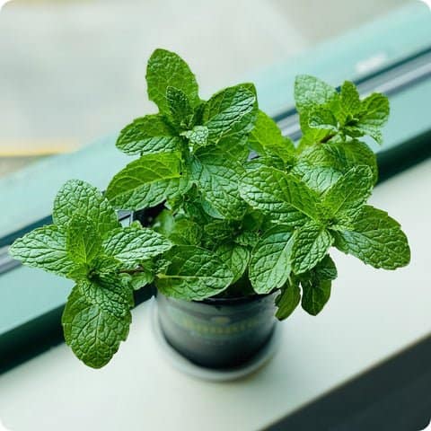 How to Grow Mint Indoors - Leafy Urbanite